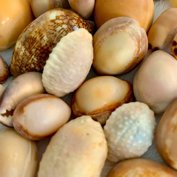 Accents | Hawaiian Genuine Mixed Assortment Of 23 Cowrie Shells | Poshmark